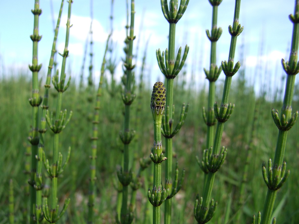Equisetum Palustre